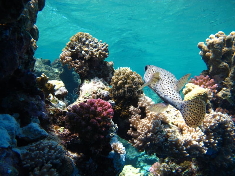 The Spotty Fish stock photo. Image of coral, fish, spotty - 27370778