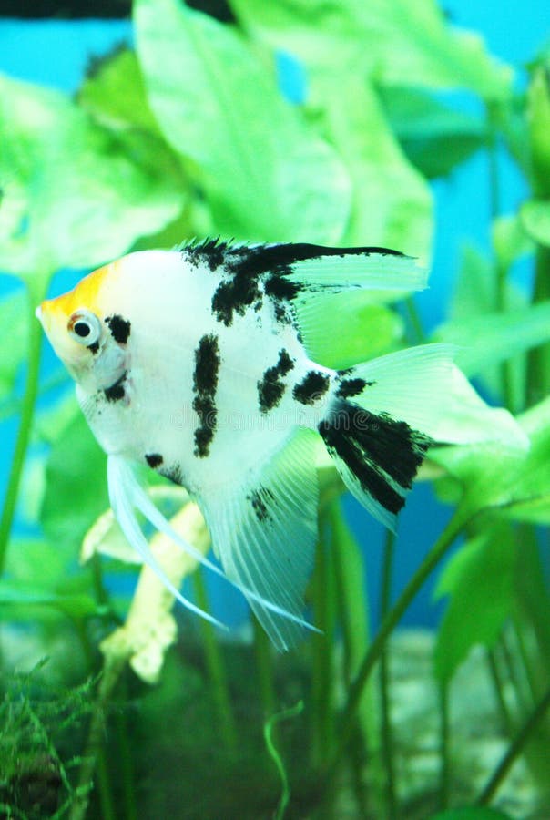 Spotty fish stock image. Image of colours, underwater - 9008305