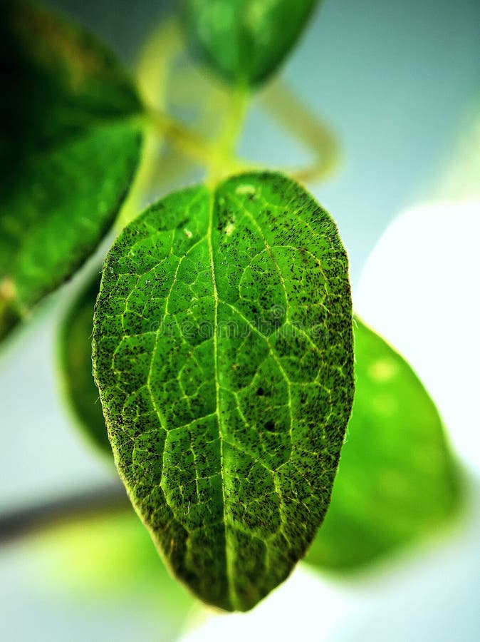 Spotty leaf stock image. Image of spotty, vine, nature - 124973193