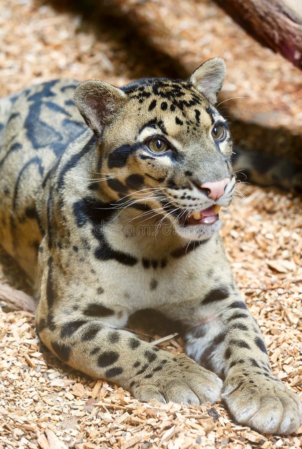 Spotty leopard closeup. stock photo. Image of leopard - 63608030