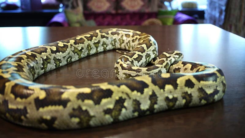 Spotty Snake Lying and Moving on Wood Table in Stock Footage - Video of ...