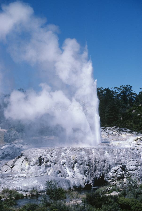 Spouting Geyser Letting Off Steam at Yellowstone National Park Stock ...