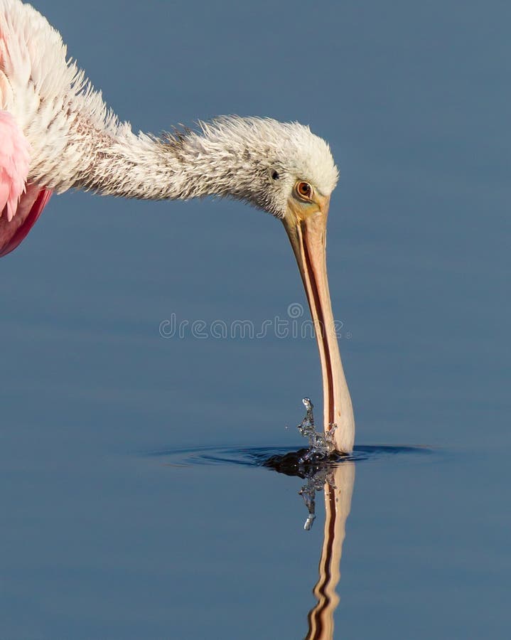 Spponshaped Beak of the Roseate Spoonbill Stock Image - Image of nature ...