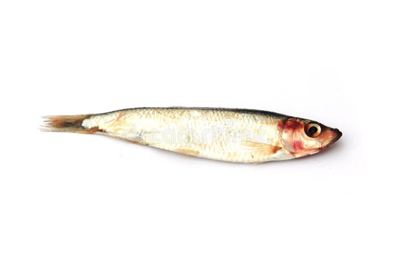 Sprat stock photo. Image of sardines, ingredients, white - 7887326