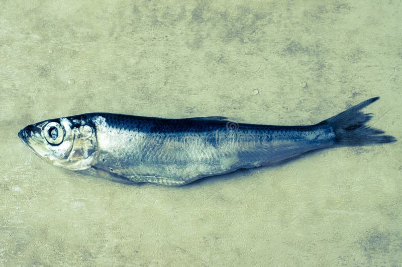 Sprat stock photo. Image of sprattus, fresh, brisling - 50926244
