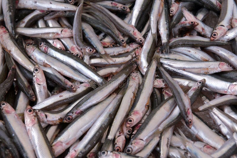 Sprat in the container stock image. Image of freshness - 32625349