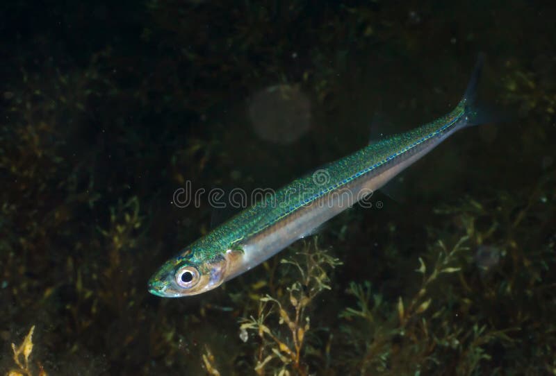 Sprat Fish stock image. Image of underwater, sealife - 25784809