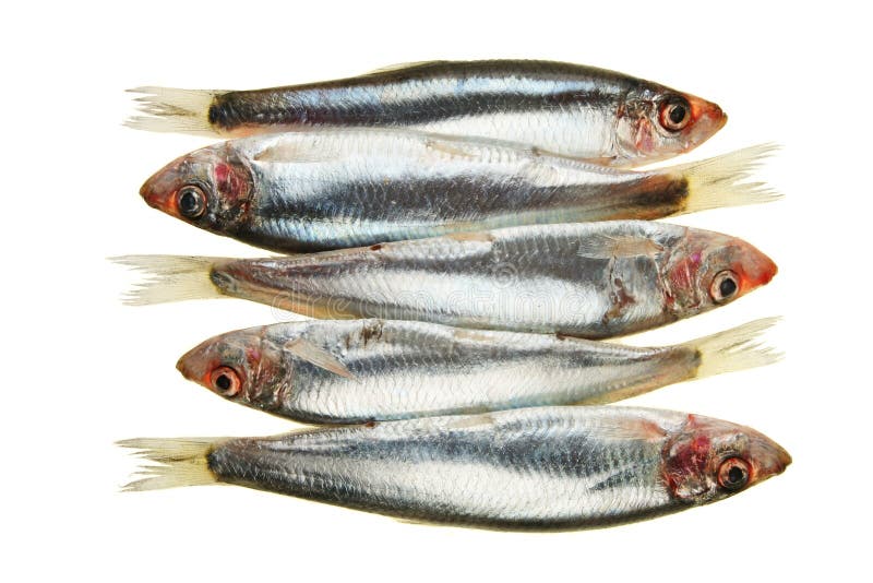 Sprat Group stock image. Image of five, protein, sprat - 7968299