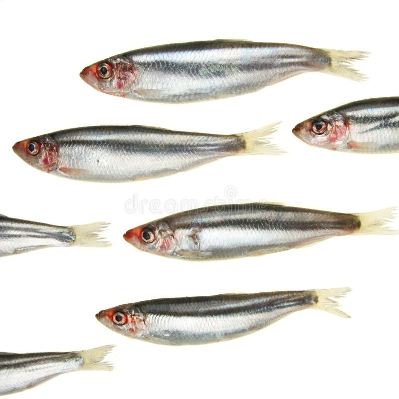 Sprat Group stock image. Image of fish, tail, sprat, skin - 8037503