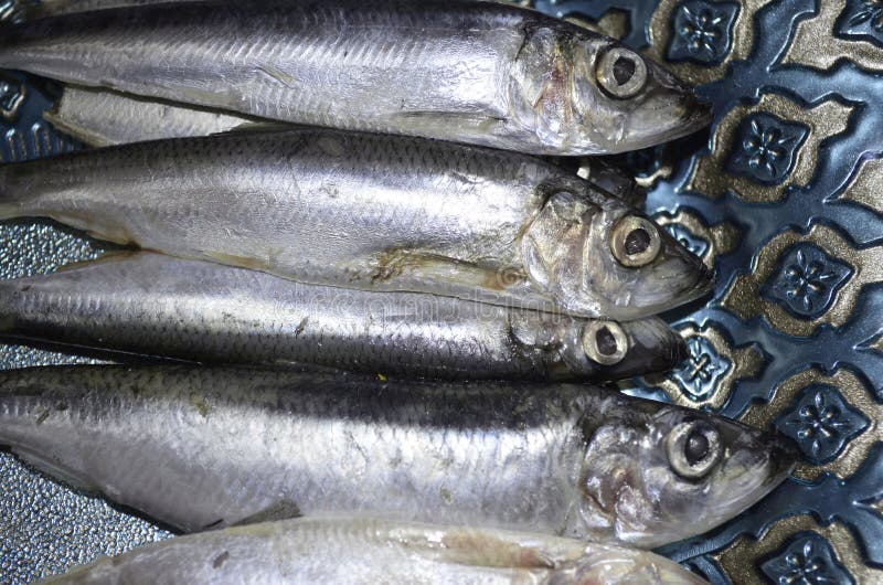 1,147 Baltic Sprat Stock Photos - Free & Royalty-Free Stock Photos from ...