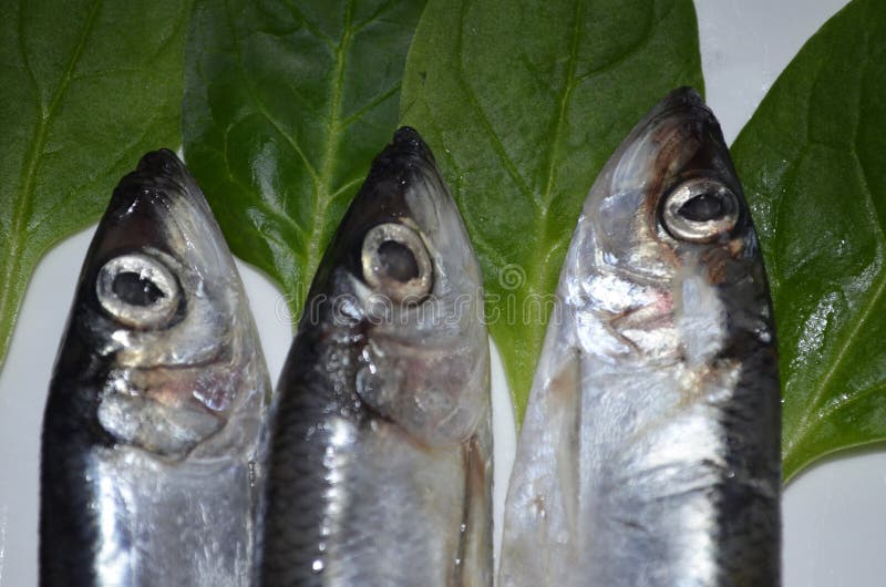 Sprats fish on a plate stock image. Image of gourmet - 107554135