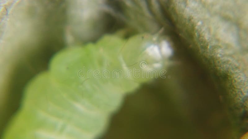 Sprawler Moth Caterpillar, Asteroscopus Sphinx , Making a Coccoon of ...