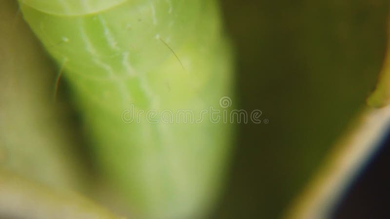 Sprawler Moth Caterpillar, Asteroscopus Sphinx , Making a Coccoon of ...