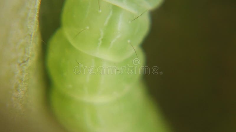 Sprawler Moth Caterpillar, Asteroscopus Sphinx , Making a Coccoon of ...