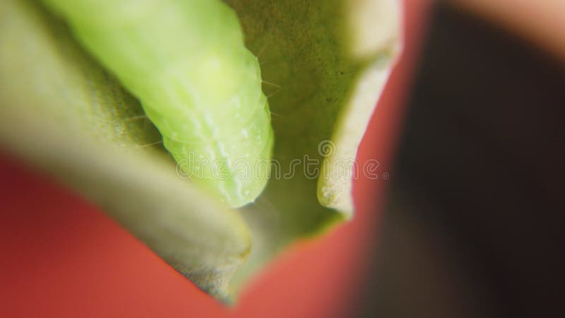 Sprawler Moth Caterpillar, Asteroscopus Sphinx , Making a Coccoon of ...