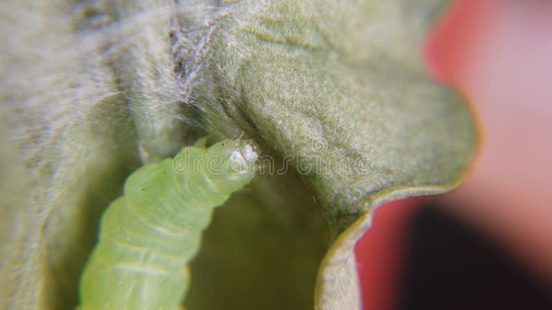 Sprawler Moth Caterpillar, Asteroscopus Sphinx , Making a Coccoon of ...