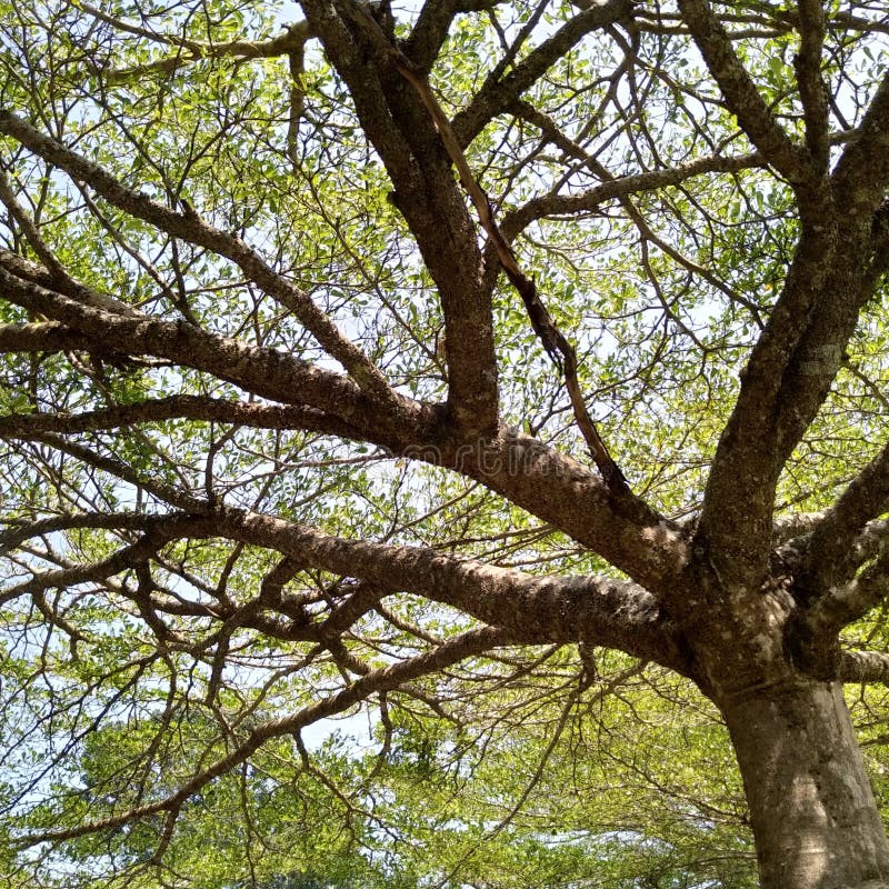 Sprawling branches stock photo. Image of sunlight, branches - 176238314