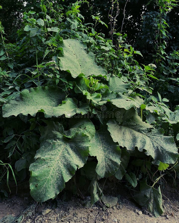 Giant Burdock Seeds Articum Lappa Stock Image - Image of burdock, lappa ...