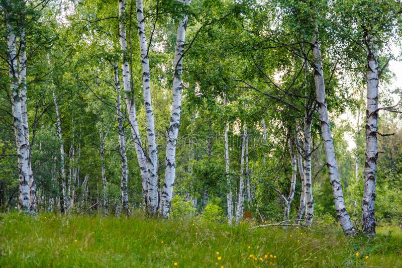 Sprawling Green Landscape Featuring a Cluster of Towering Trees in the ...