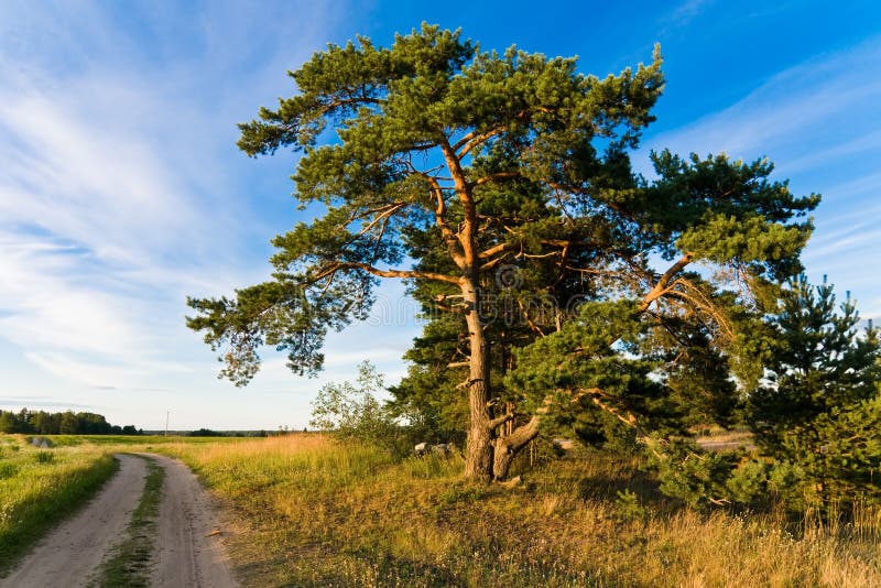 Sprawling pine stock image. Image of landscape, beauty - 7121809