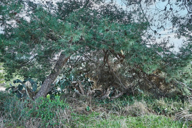 A Sprawling Pine Tree Arches Over Cacti and Green Vegetation, Forming a ...