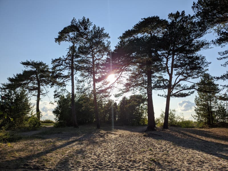 Sprawling Pine Trees at Sunset on a Wild Sand Beach Stock Image - Image ...