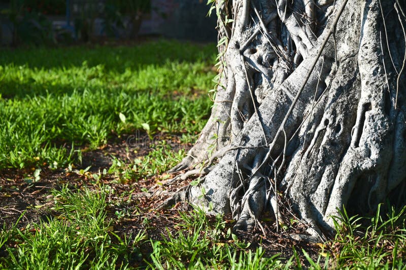 Sprawling Roots of a Banyan Tree on Grass Stock Photo - Image of branch ...