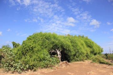 Sprawling shrub stock photo. Image of spring, leaves - 59785878