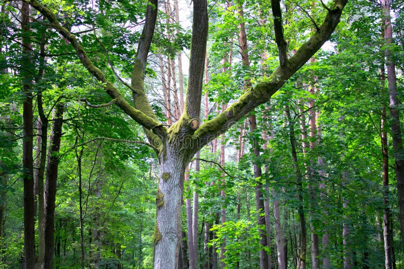 Sprawling tree stock photo. Image of moss, belarusian - 25293814
