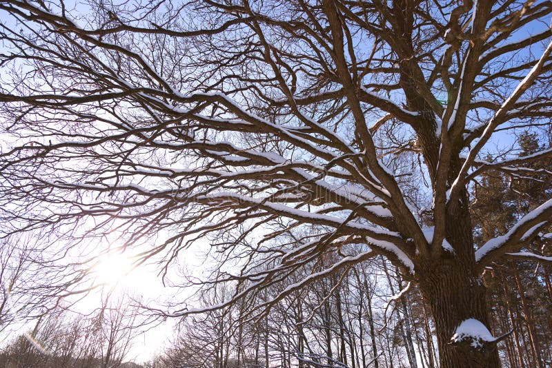 A Sprawling Tree Covered with Snow in Winter. a Large Oak Tree Stock ...