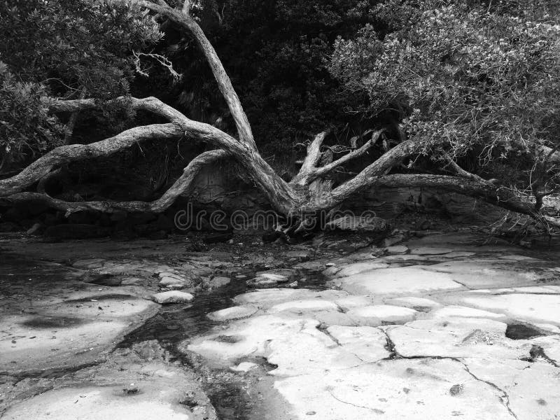 Sprawling Tree stock photo. Image of nature, leafy, tree - 279634