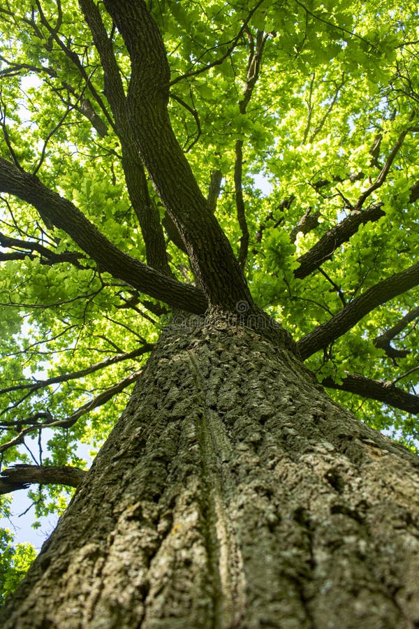Sprawling Tree. Oak Branches. Stock Image - Image of view, branches ...
