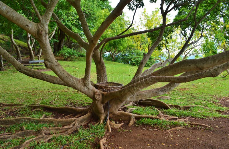 Sprawling tree stock image. Image of africa, park, green - 182384553