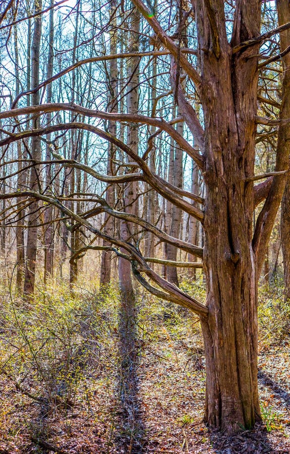 Wild Looking Tree with Winding Branches. Stock Image - Image of looking ...
