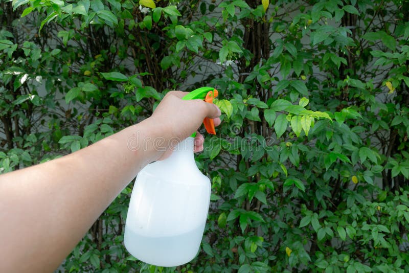 Spray Insecticides To Prevent Leafy Fungus Stock Photo - Image of ...