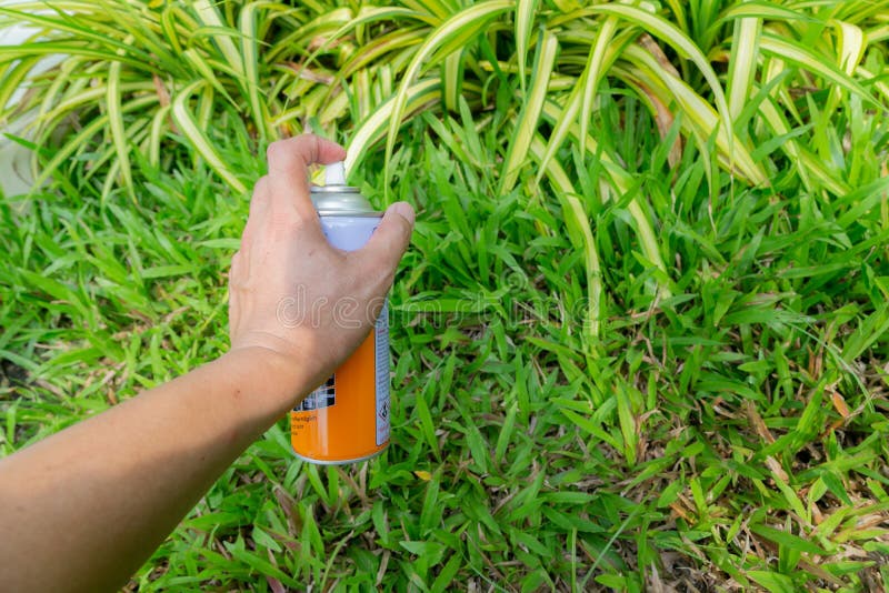 Spray Insecticides To Prevent Leafy Fungus Stock Photo - Image of green ...