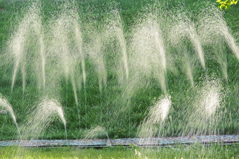 Spray irrigation stock photo. Image of garden, drop, summer - 24770246