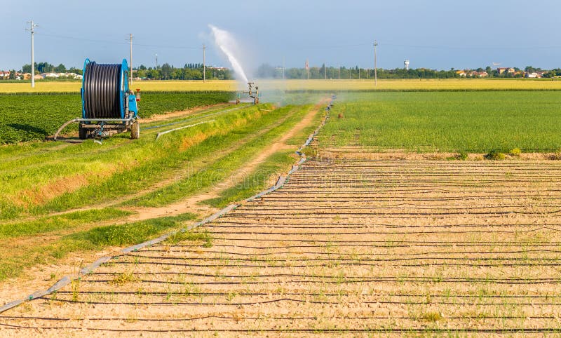 Spray Irrigation of Planted Fields in Homestead, Florida. Stock Photo ...