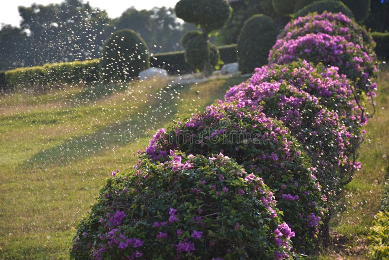 Spray tree stock image. Image of tree, spray, water - 134396887