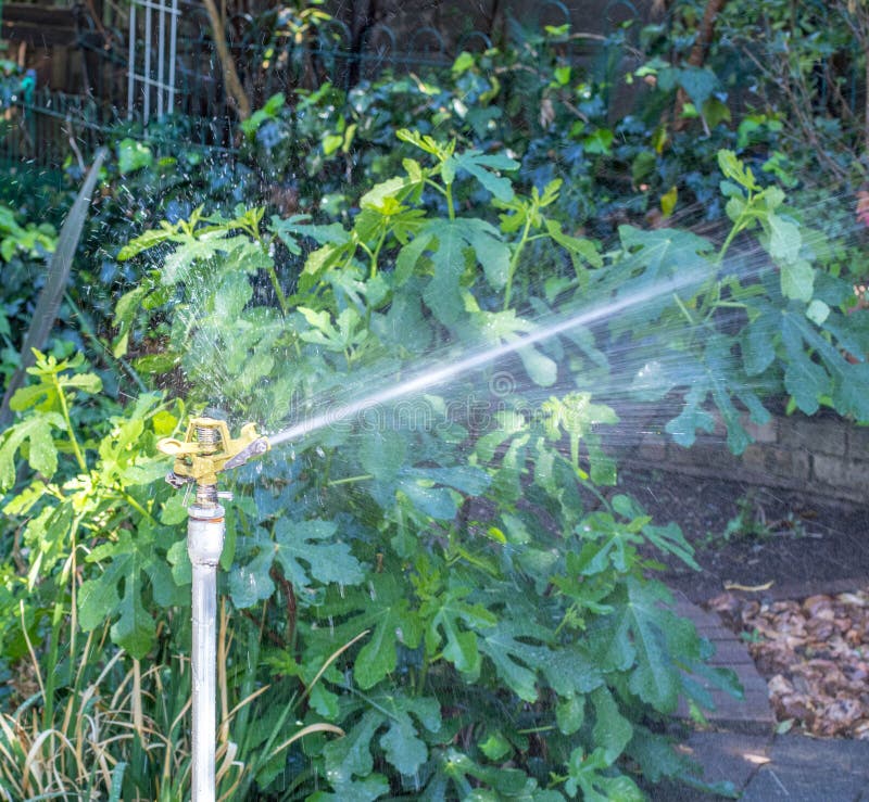 A Sprayer Watering a Garden Stock Photo - Image of water, sprayer ...