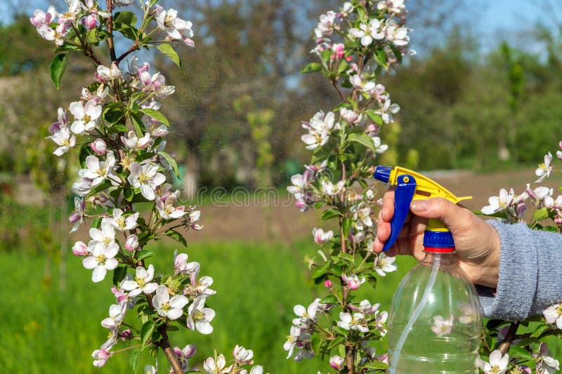 Spraying the Branches of a Flowering Apple Tree in the Garden from ...