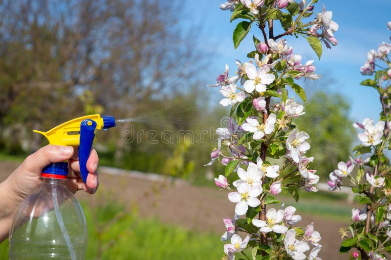 Spraying the Branches of a Flowering Apple Tree in the Garden from ...