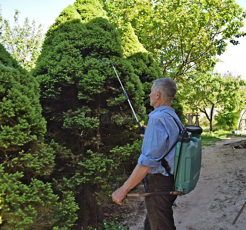 Spraying Canadian Spruce with a Shoulder-mounted Sprayer Stock Photo ...