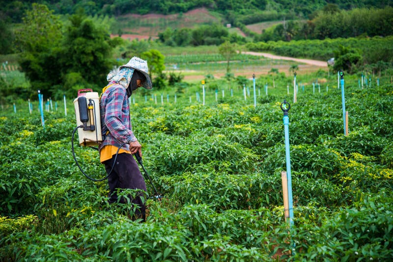 Chili farmer editorial stock photo. Image of green, chilli - 31121818