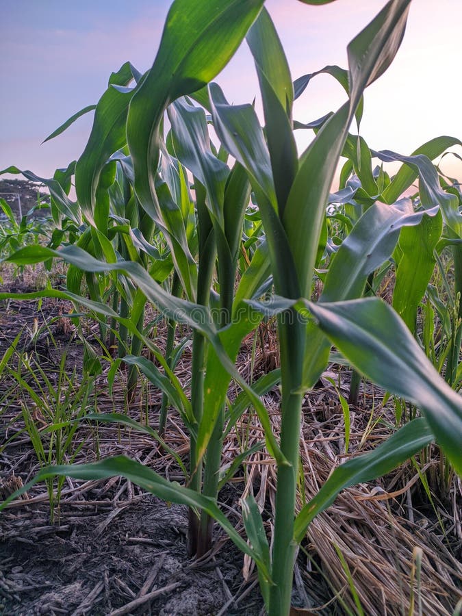 Spraying Corn in the Afternoon Using a Systemic Pesticide Stock Photo ...