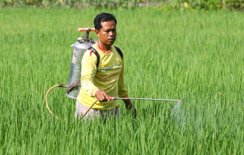 Spraying editorial image. Image of plantation, eradicate - 36611275