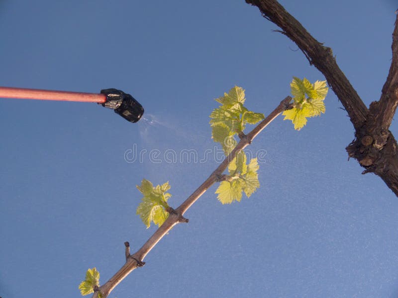 Grapes Gun Stock Photos - Free & Royalty-Free Stock Photos from Dreamstime