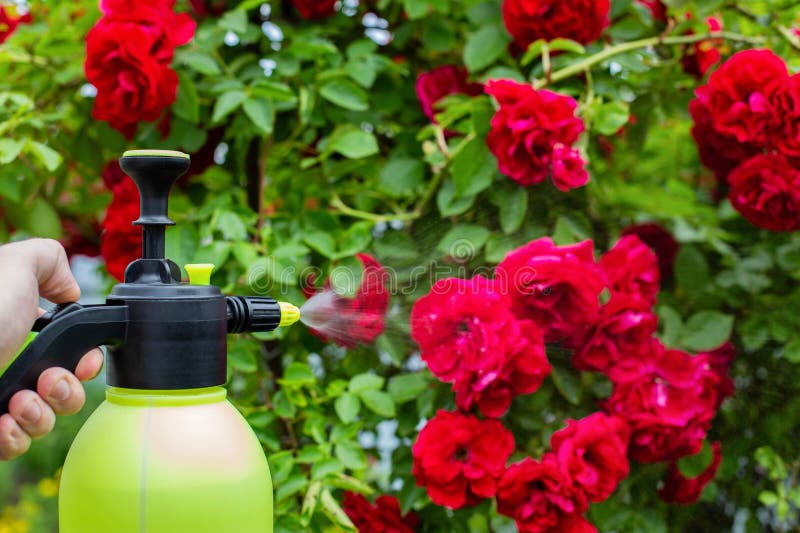 Spraying Flowers of Red Roses with a Solution of Copper Sulfate from ...