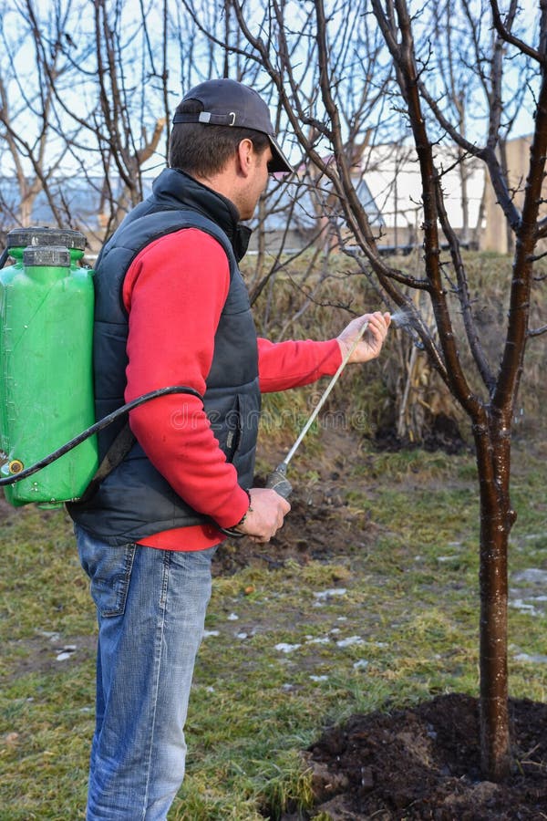 Spraying fruit trees stock image. Image of adult, outdoor - 96561971