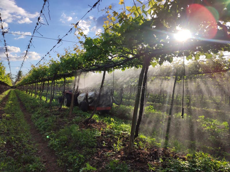 Spraying on a Grape Orchard in the Sao Francisco Valley of Brazil Stock ...